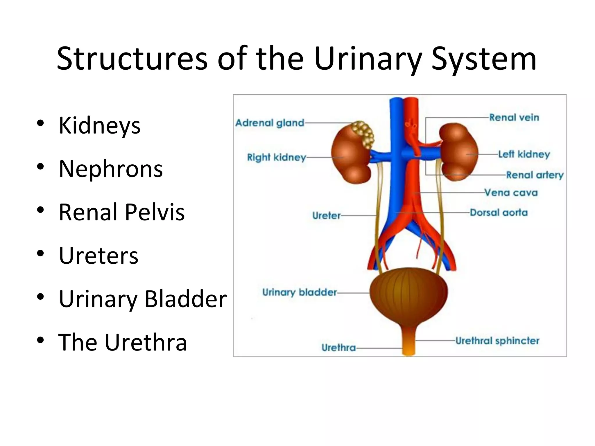 Urinary system | PPT