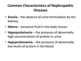 Urinary system | PPT