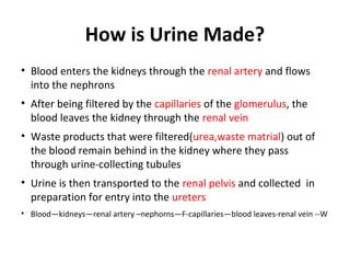 Urinary system | PPT