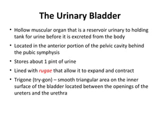 Urinary system | PPT
