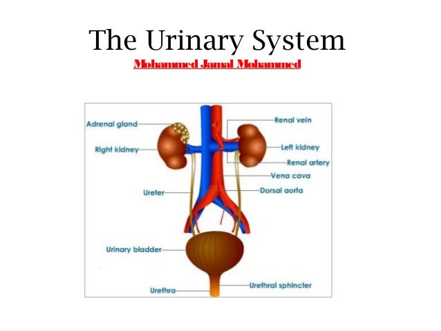 Urinary system