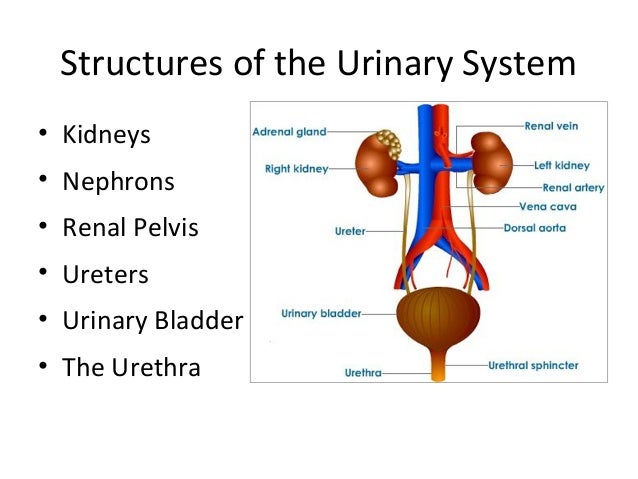 Urinary system