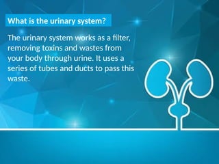 URINARY-SYSTEM-PPT (1).pptxdkasdasavadkn | PPT