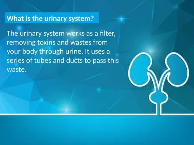URINARY-SYSTEM-PPT (1).pptxdkasdasavadkn | PPT