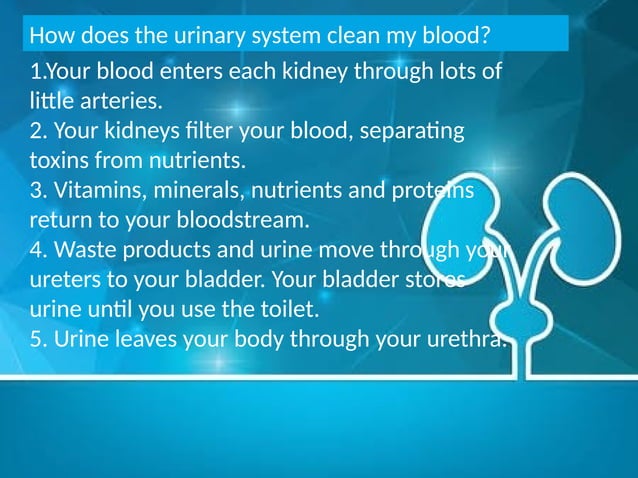 URINARY-SYSTEM-PPT (1).pptxdkasdasavadkn | PPT