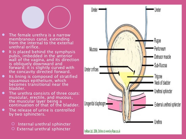 Urinary system-presentationyorkville-college-1203376567476185-2