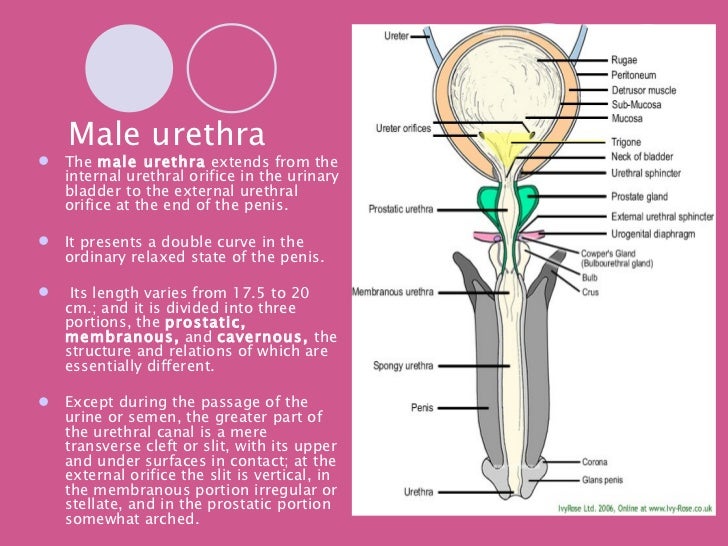 Urinary system-presentationyorkville-college-1203376567476185-2