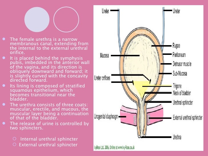 Urinary System Presentationyorkville College 1203376567476185 2