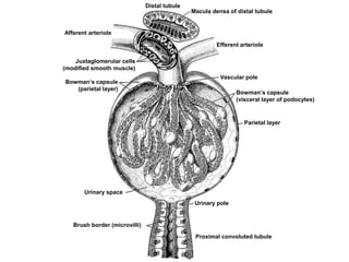 urinary-system presentation histology . Pdf | PPTX