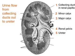 urinary-system presentation histology . Pdf | PPTX