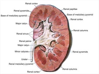 urinary-system presentation histology . Pdf | PPTX