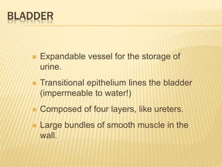 urinary-system presentation histology . Pdf | PPTX