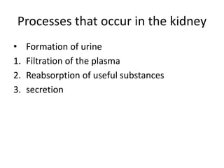 urinary system | PPT