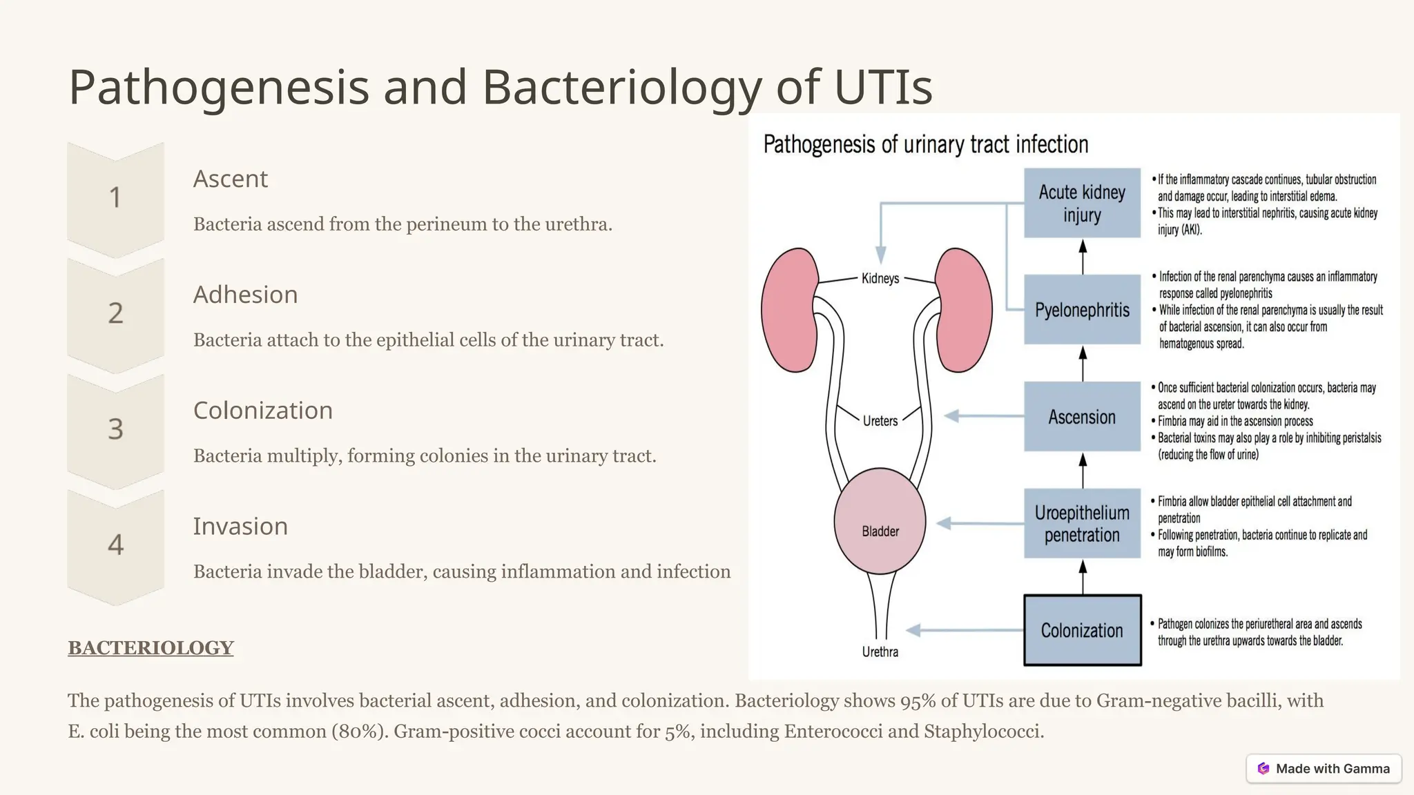 Urinary-Tract-Infections moa defination . | PPTX