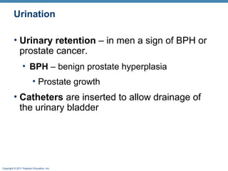 Urinary anat online | PPT