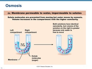 Urinary anat online | PPT