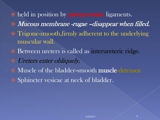 Urinary bladder | PPTX