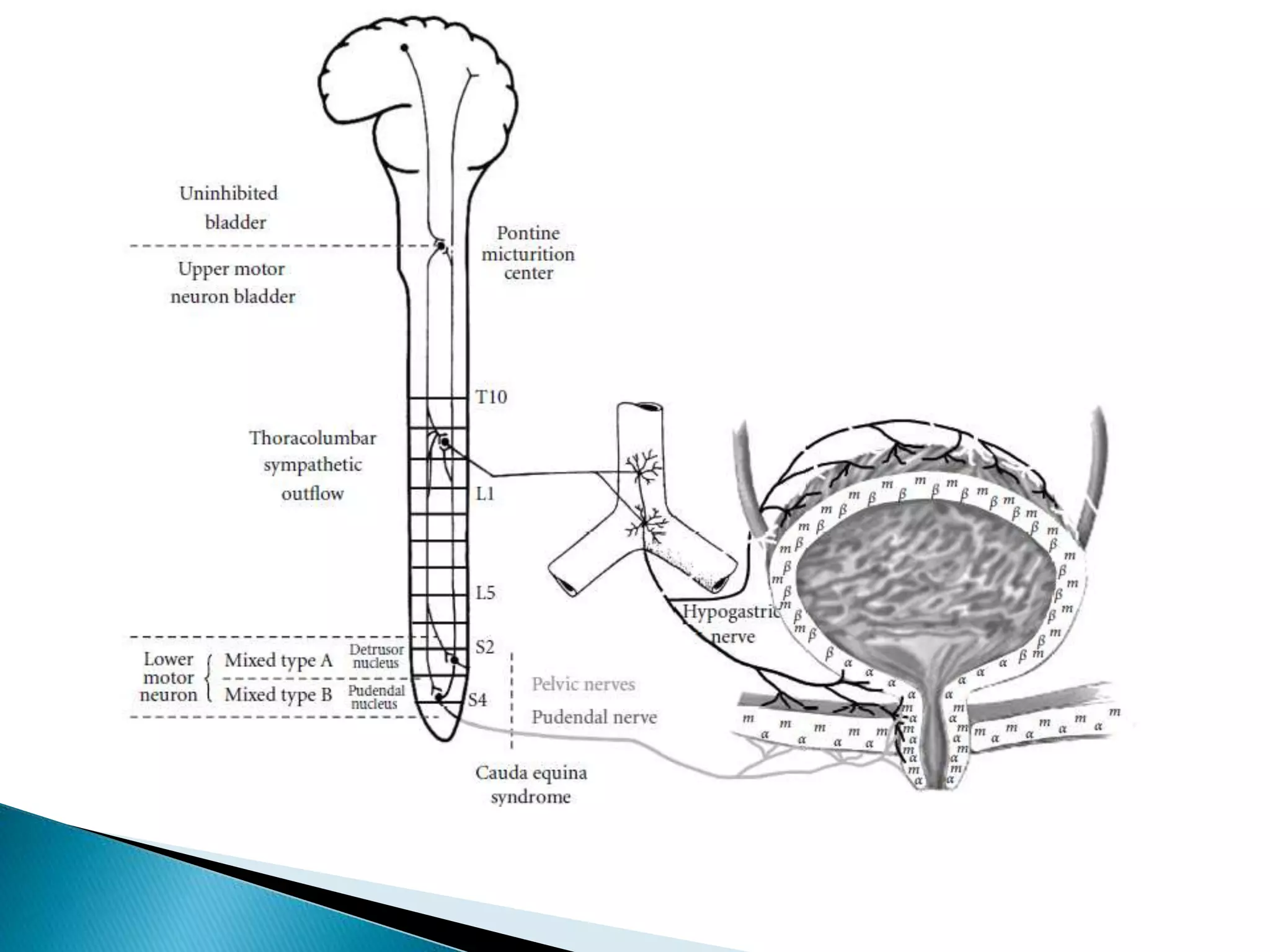 Urinary bladder | PPTX