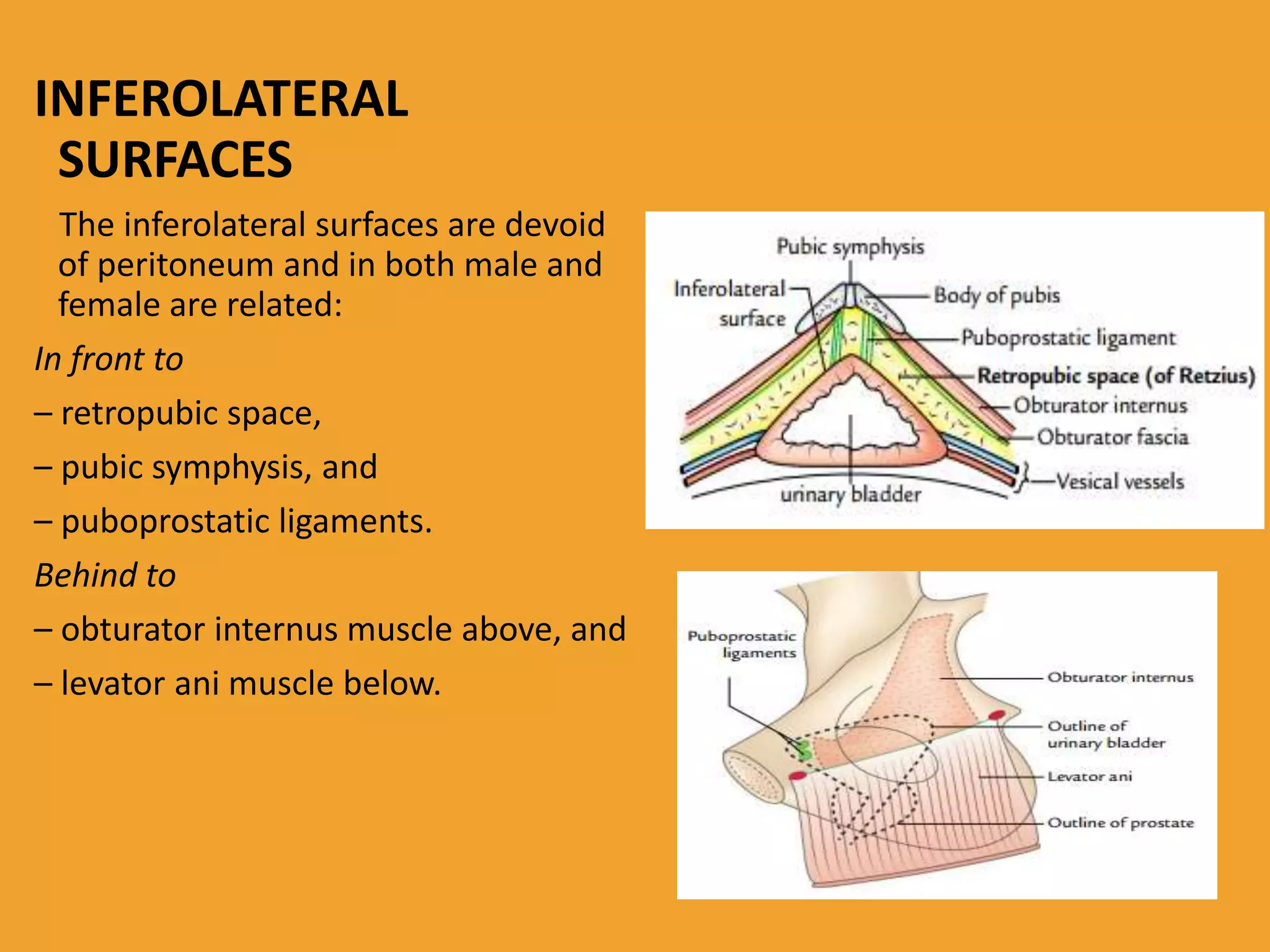 Urinary bladder | PPTX