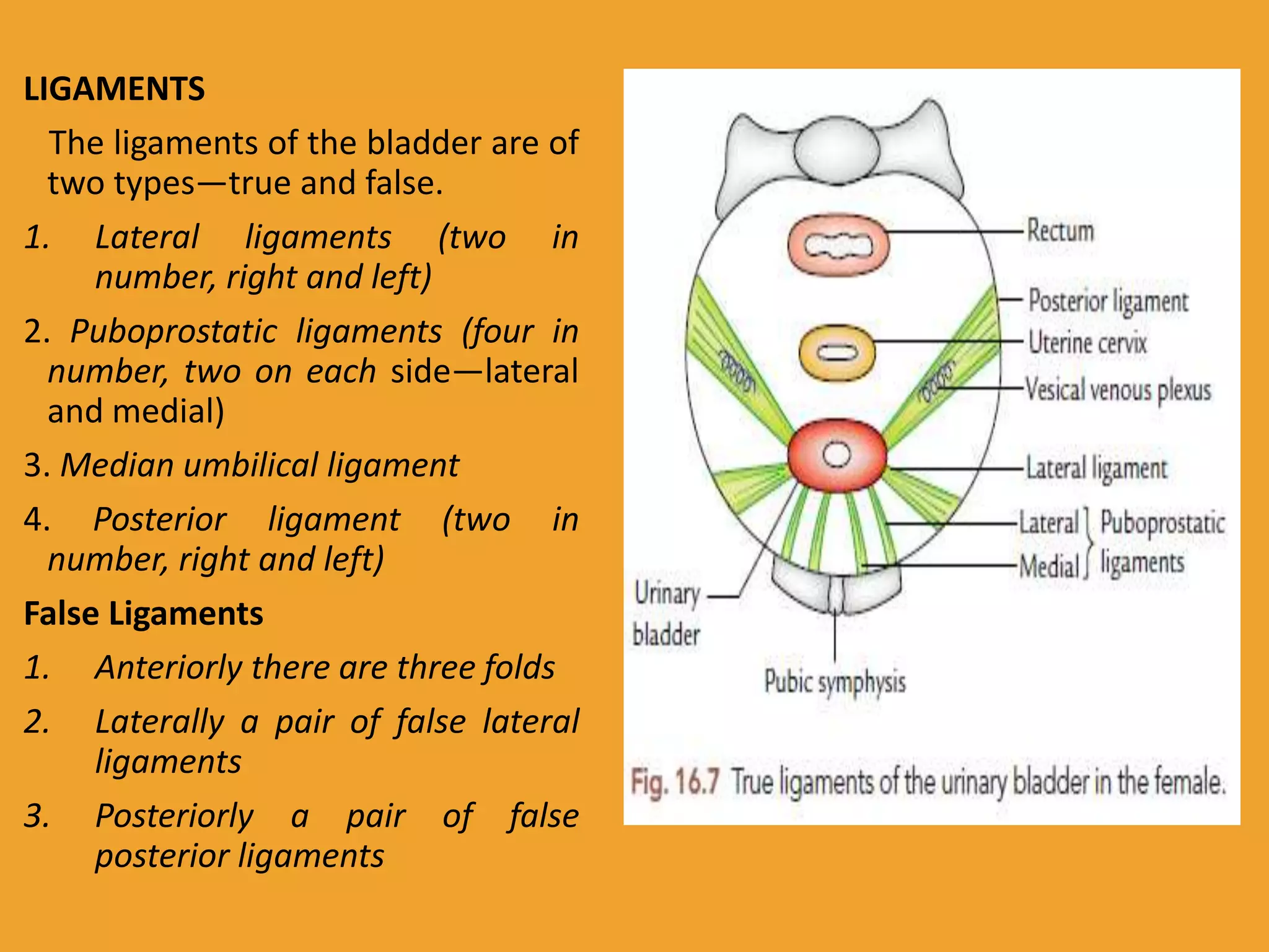 Urinary bladder | PPTX