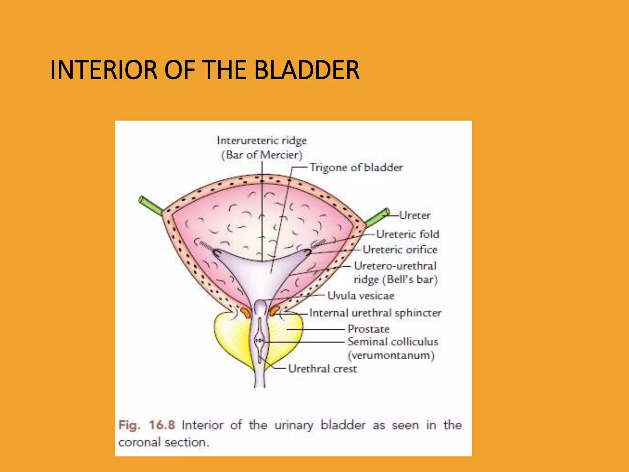Urinary bladder | PPTX