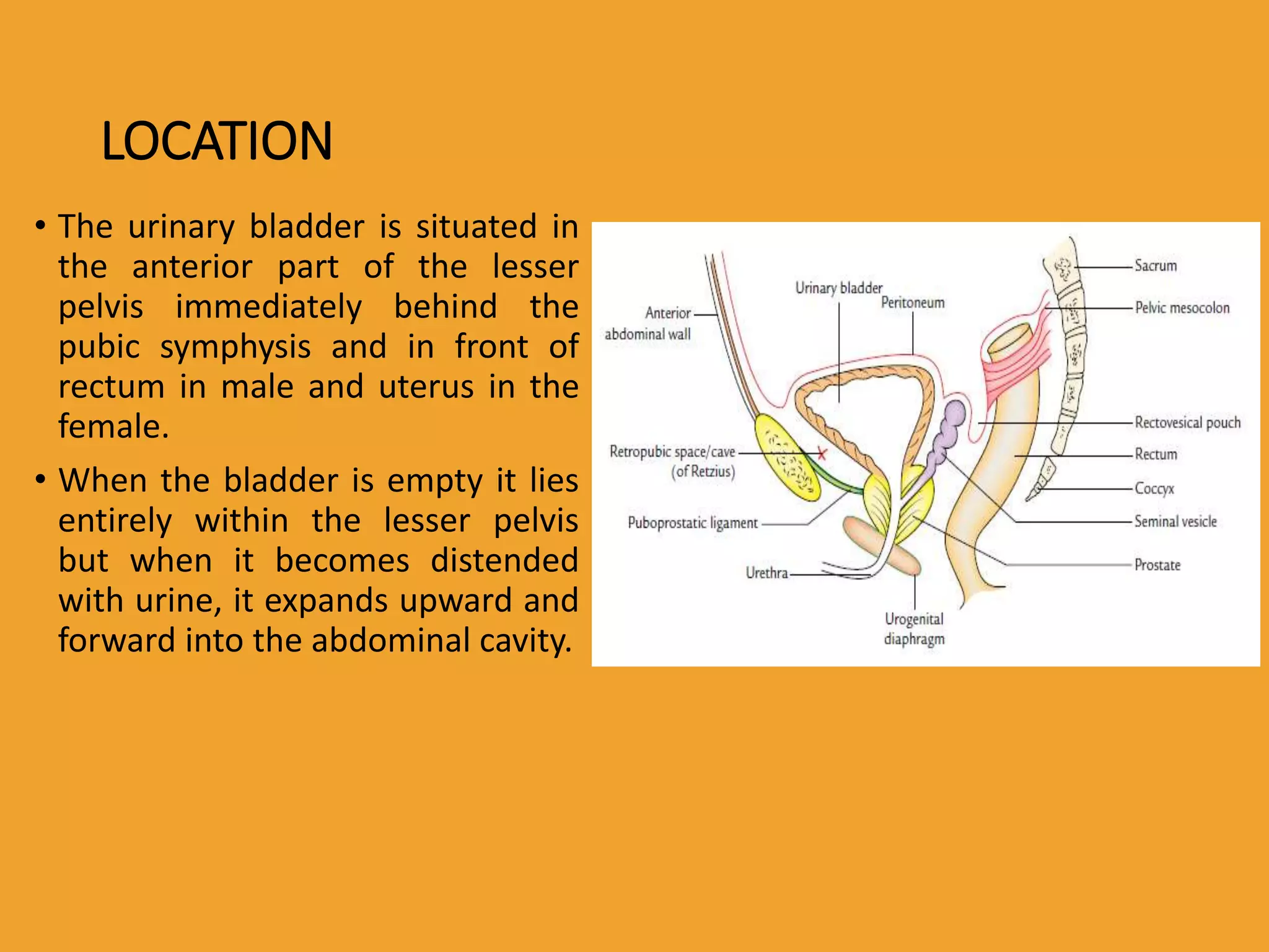 Urinary bladder | PPTX