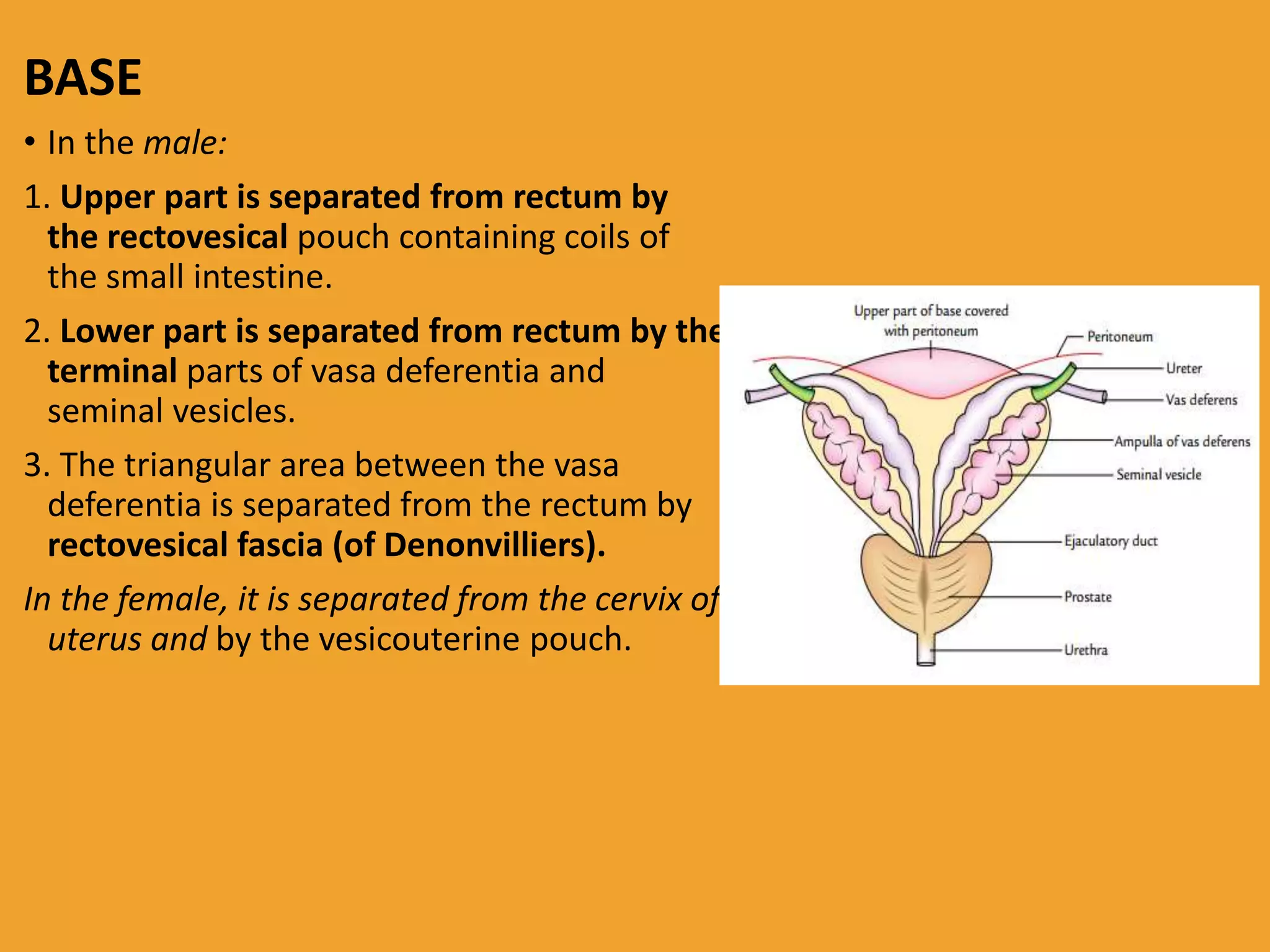 Urinary bladder | PPTX