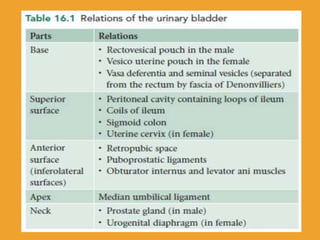 Urinary bladder | PPTX