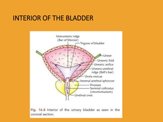 Urinary bladder | PPTX