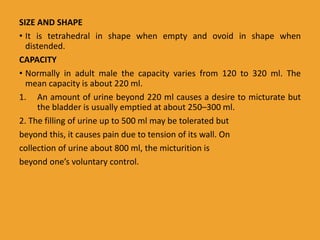 Urinary bladder | PPTX