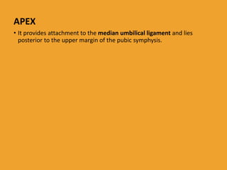 Urinary bladder | PPTX