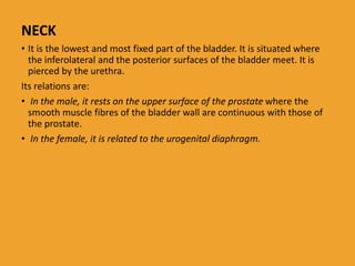 Urinary bladder | PPTX
