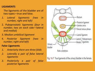 Ligaments Of The Bladder