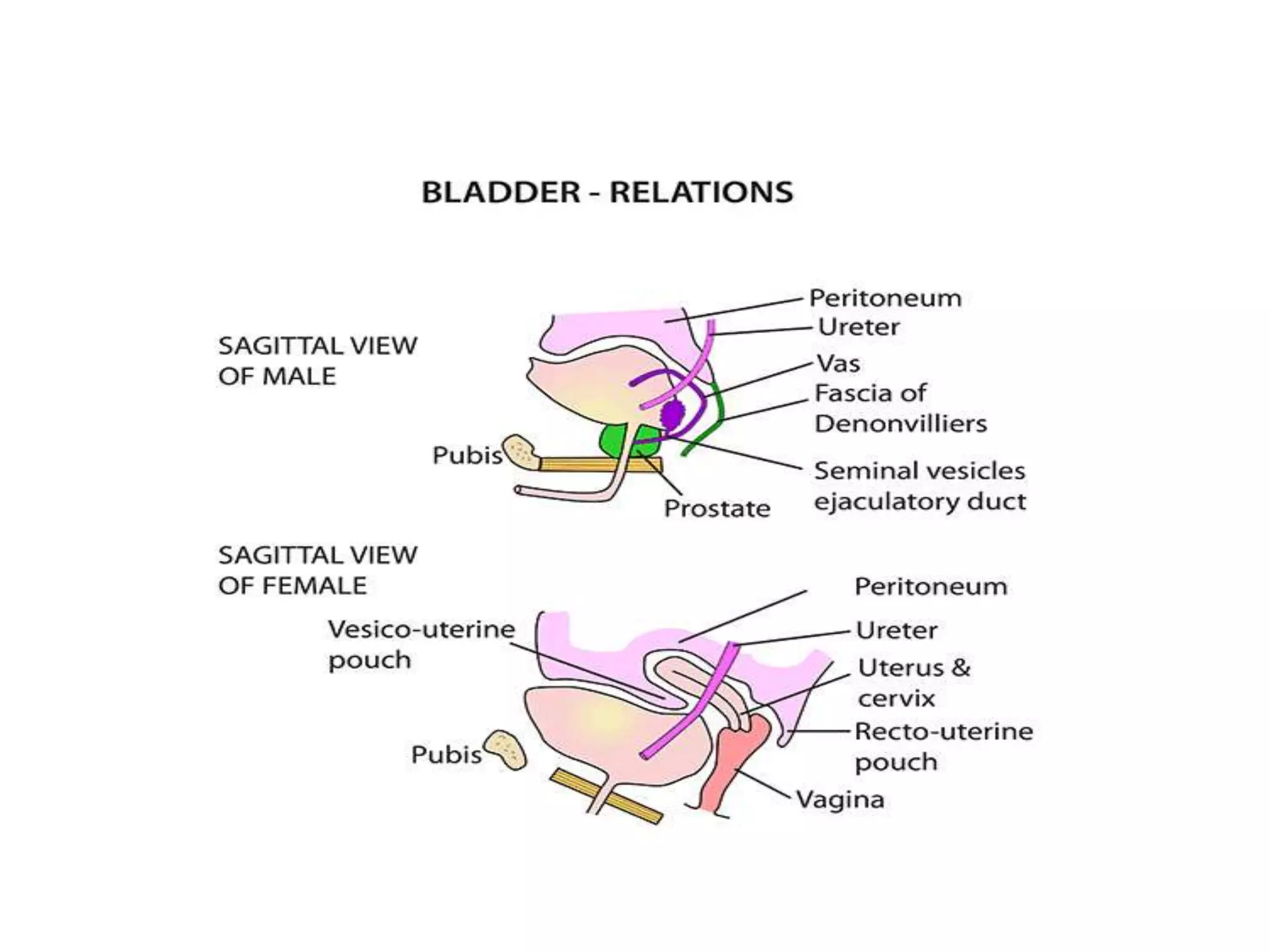 Urinary bladder (Anatomy) | PPTX