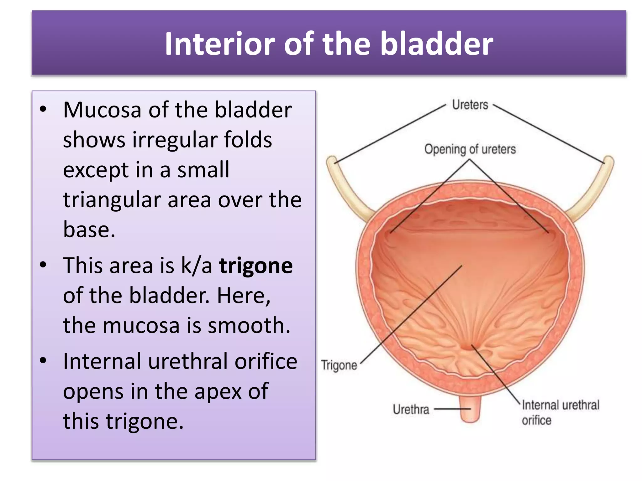 Urinary bladder (Anatomy) | PPTX