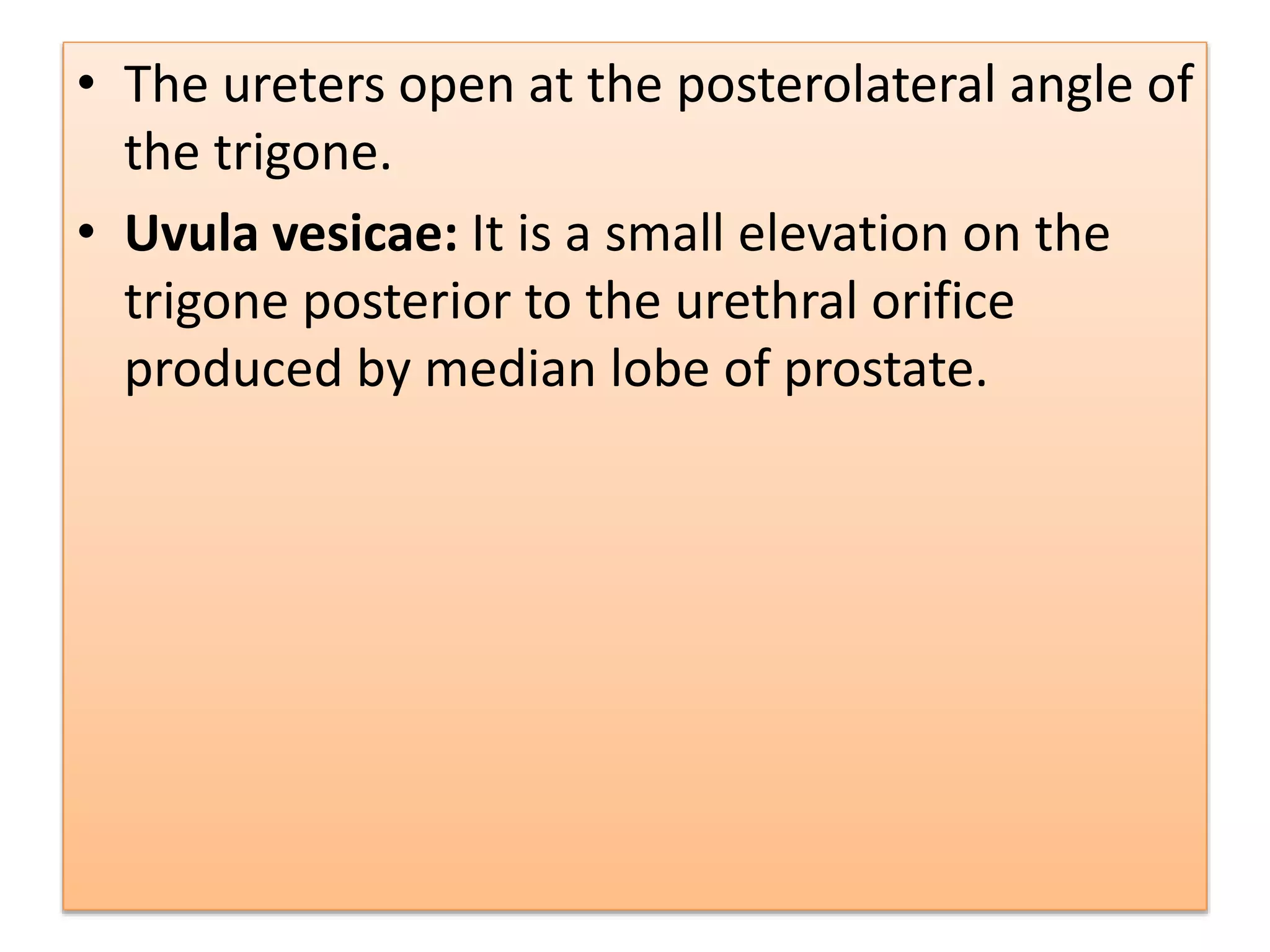 Urinary bladder (Anatomy) | PPTX
