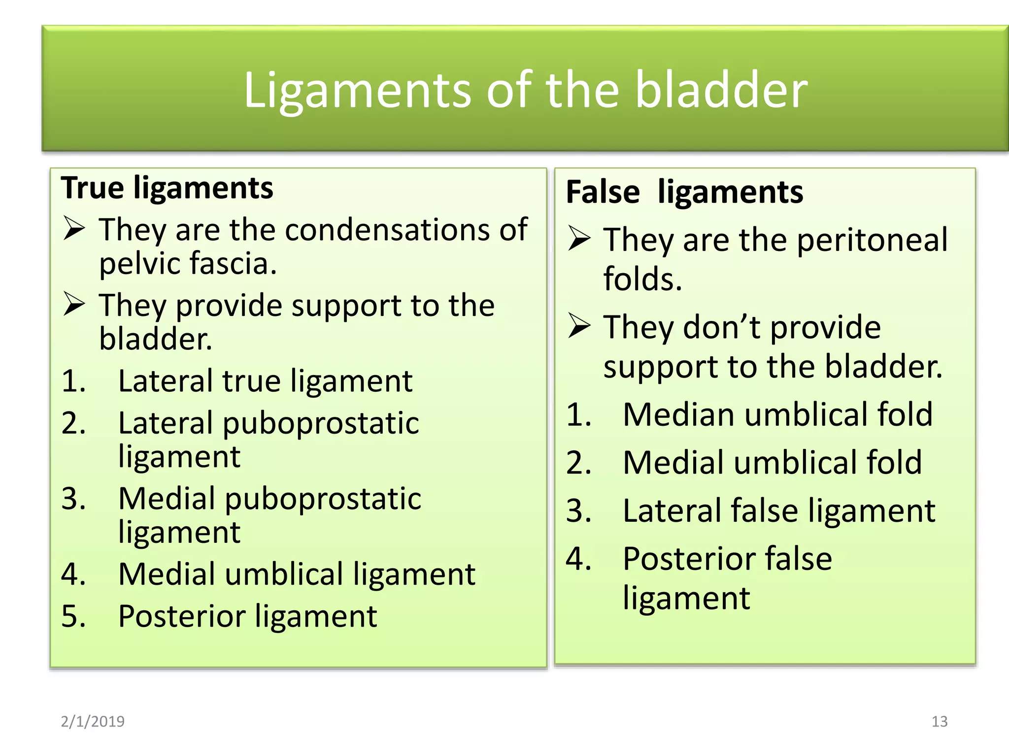 Urinary bladder (Anatomy) | PPTX