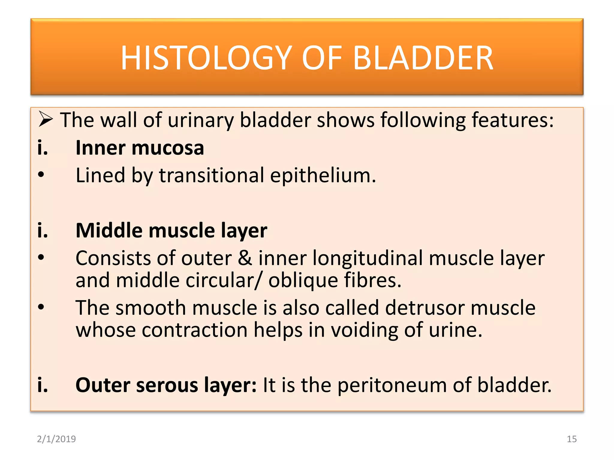 Urinary bladder (Anatomy) | PPTX