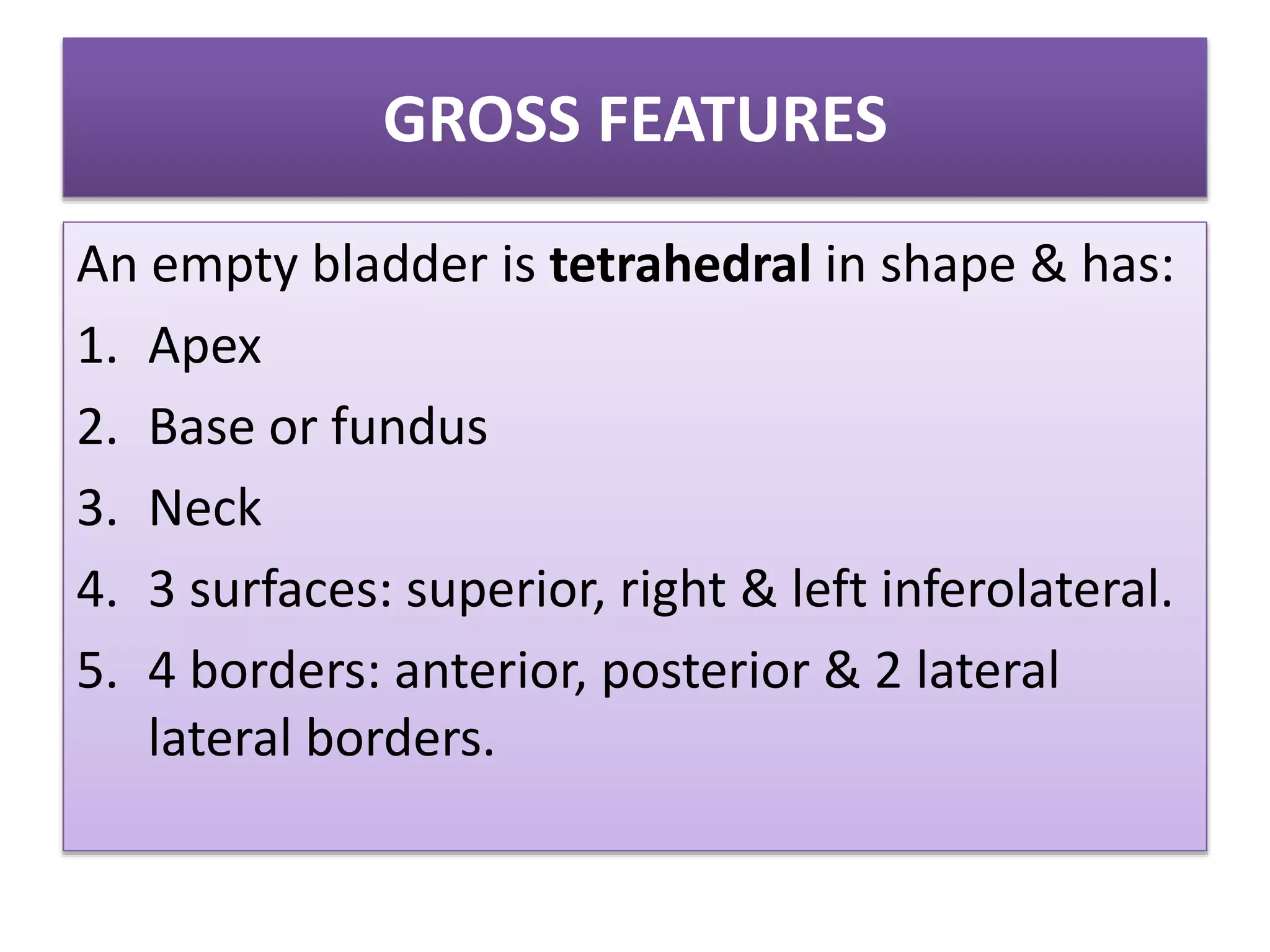 Urinary bladder (Anatomy) | PPTX