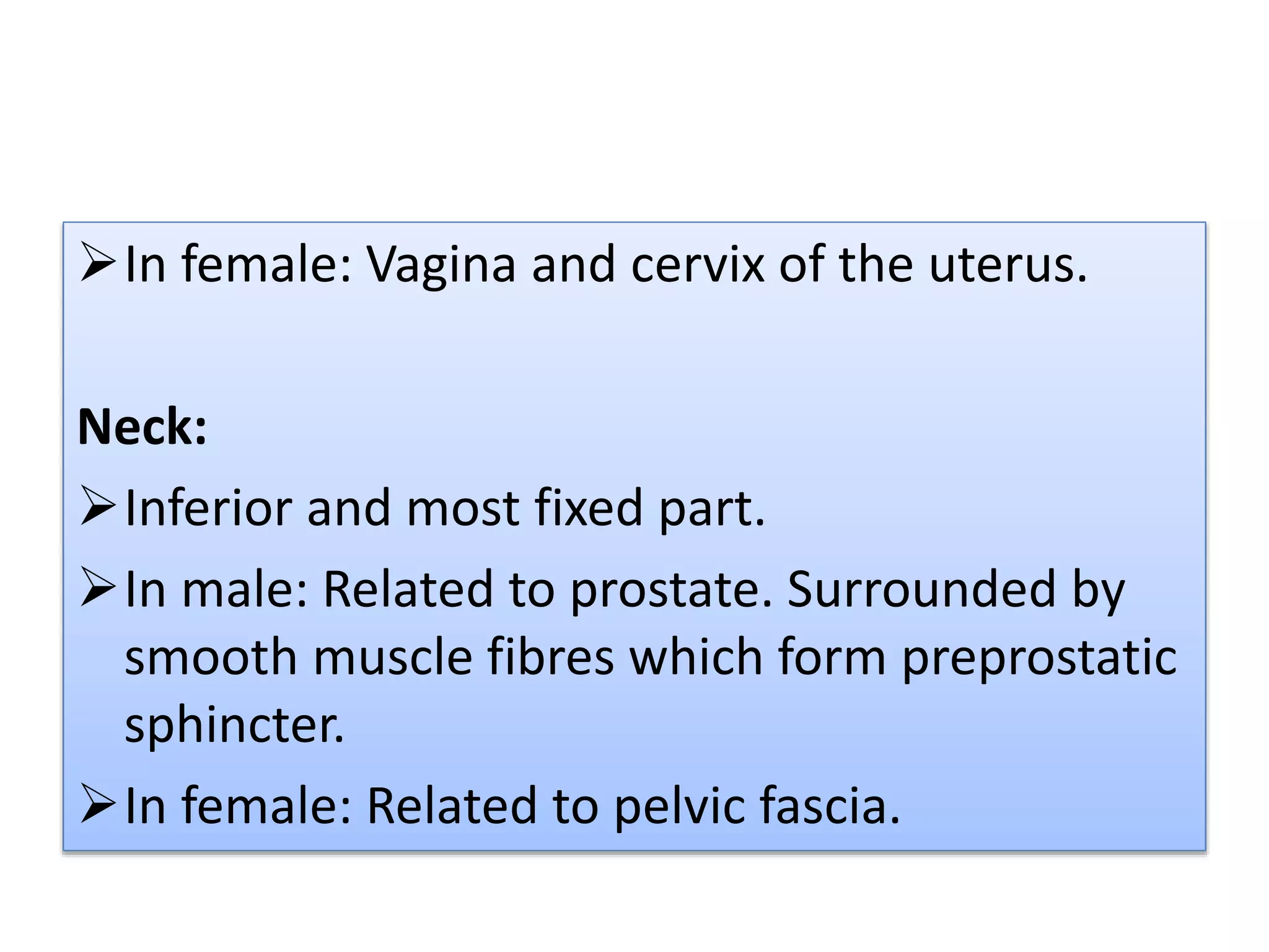 Urinary bladder (Anatomy) | PPTX
