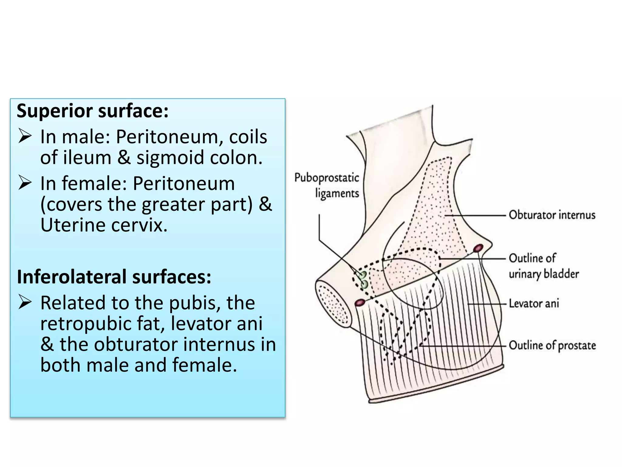 Urinary bladder (Anatomy) | PPTX