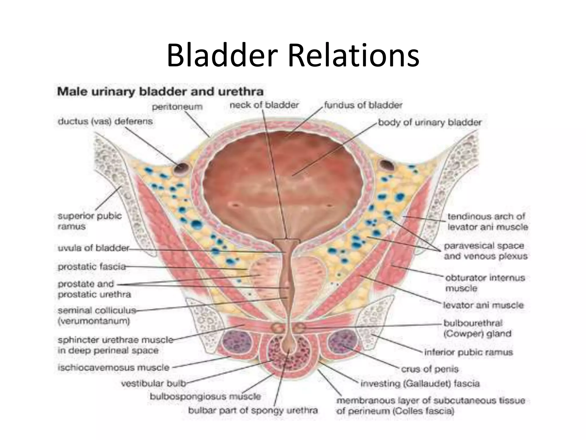 Urinary bladder (Anatomy) | PPTX