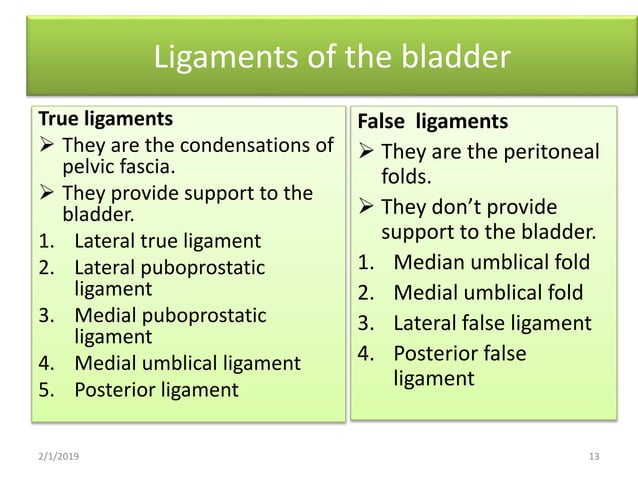 Urinary bladder (Anatomy) | PPTX