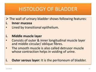 Urinary bladder (Anatomy) | PPTX