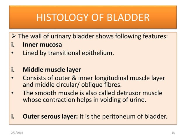 Urinary bladder (Anatomy) | PPTX