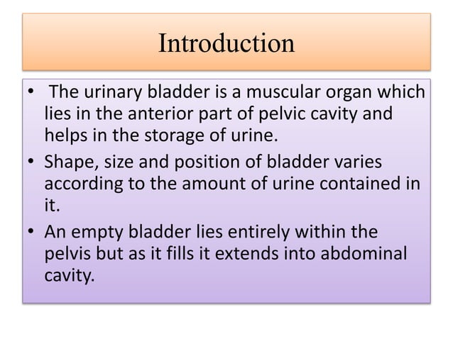 Urinary bladder (Anatomy) | PPTX