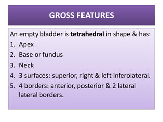 Urinary bladder (Anatomy) | PPTX
