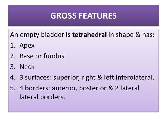 Urinary bladder (Anatomy) | PPTX