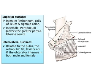 Urinary bladder (Anatomy) | PPTX