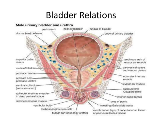 Urinary bladder (Anatomy) | PPTX